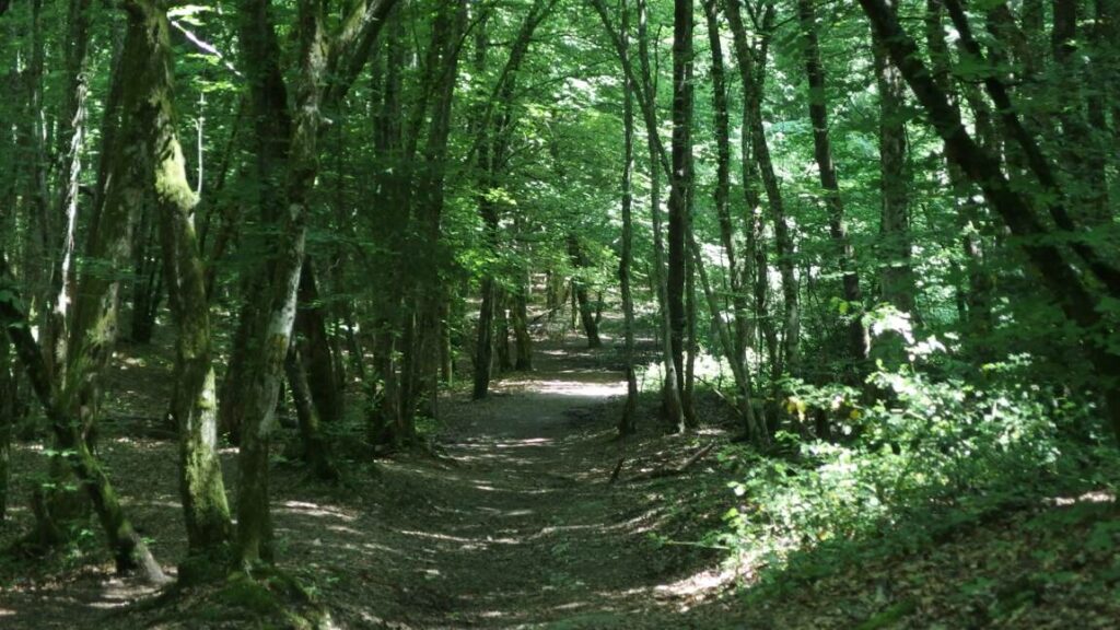 L’économie de la forêt - Doubs : toute l'info locale - Hebdo25