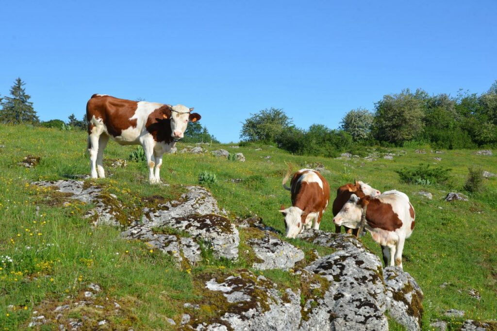 Haut-Doubs. Paysages du massif jurassien, richesses à préserver - Doubs ...