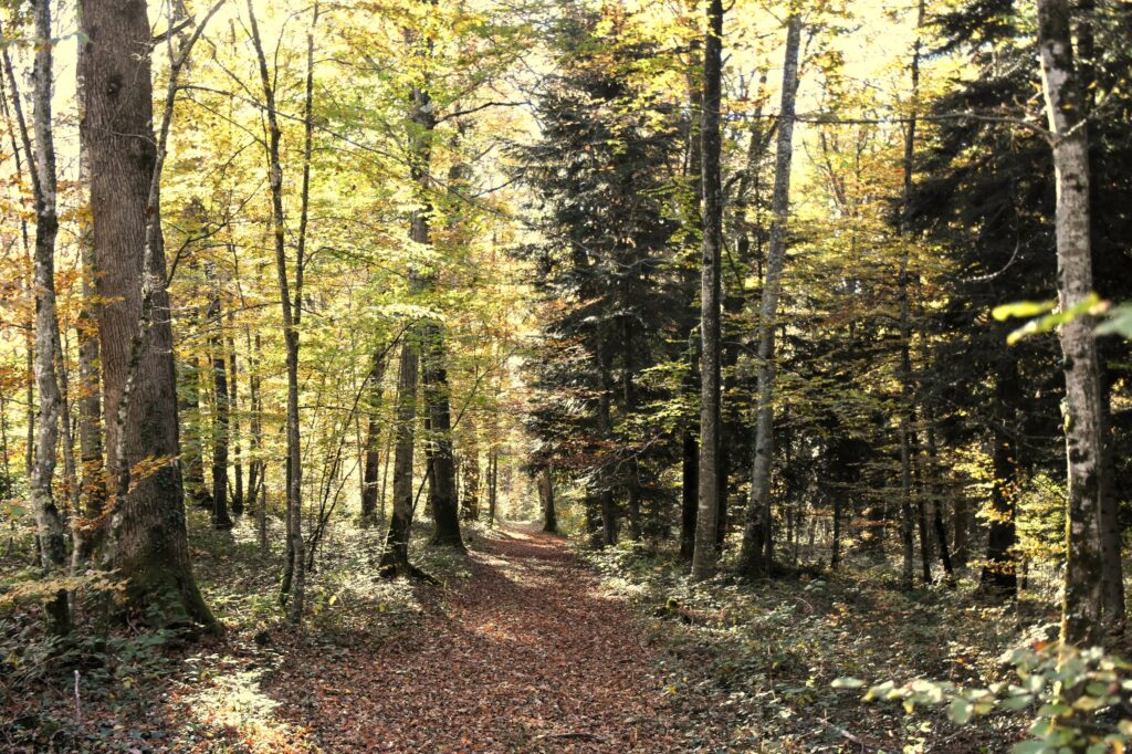 Et vous, comment voyez-vous la forêt ? - Doubs : toute l'info locale ...