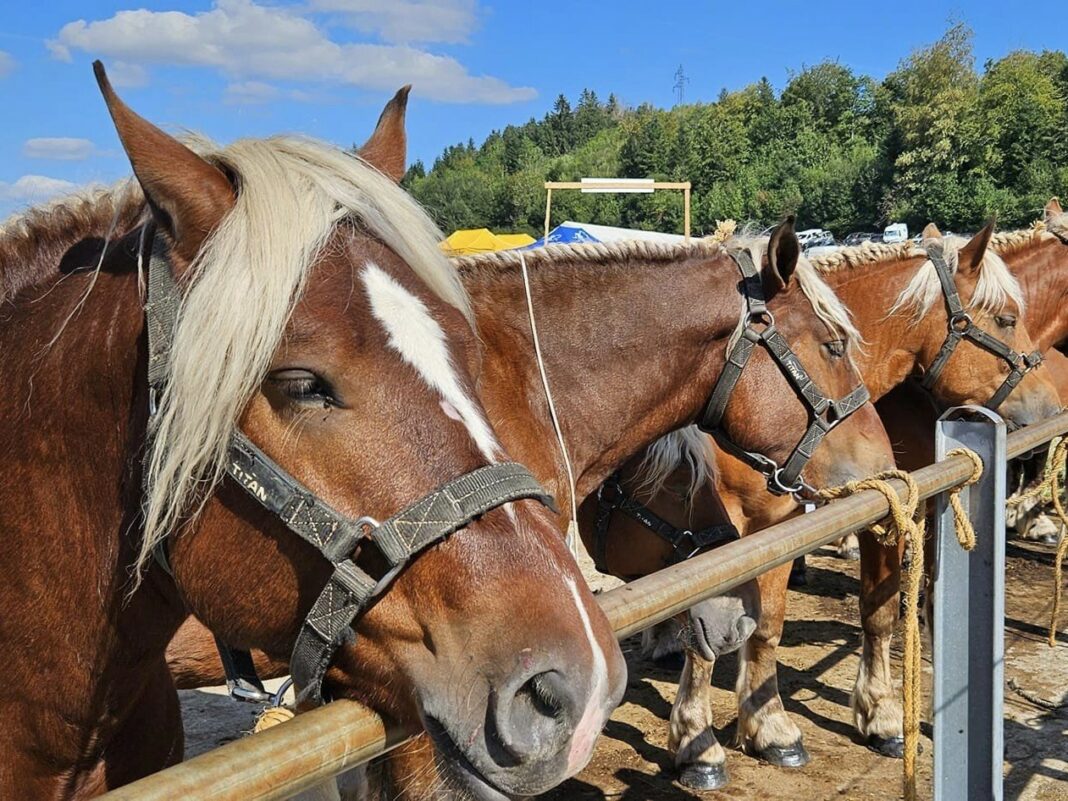 Doubs. Vols de chevaux Comtois : sept personnes interpellées, quatre ...